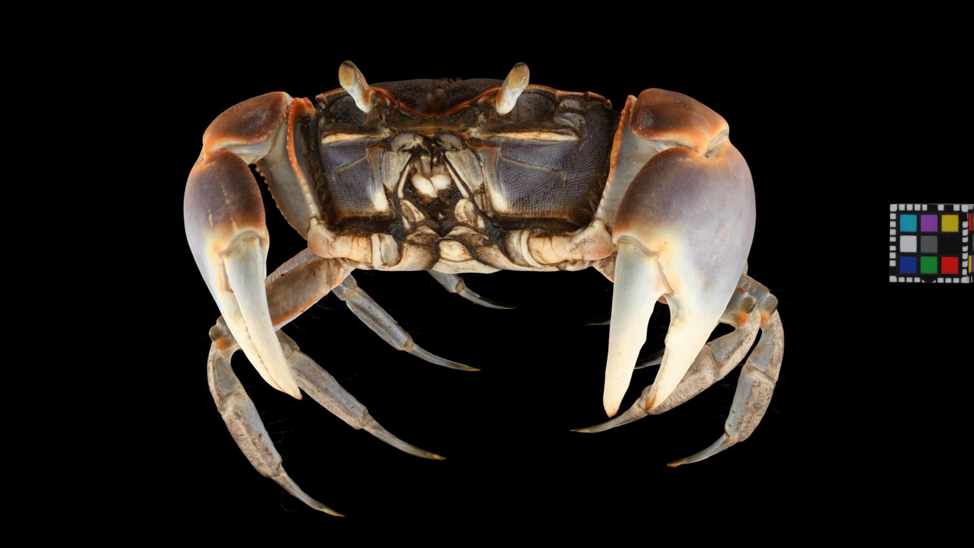 ハマガニ ♂ Mudflat crab, Chasmagnathus convexus - Download Free 3D model by ...