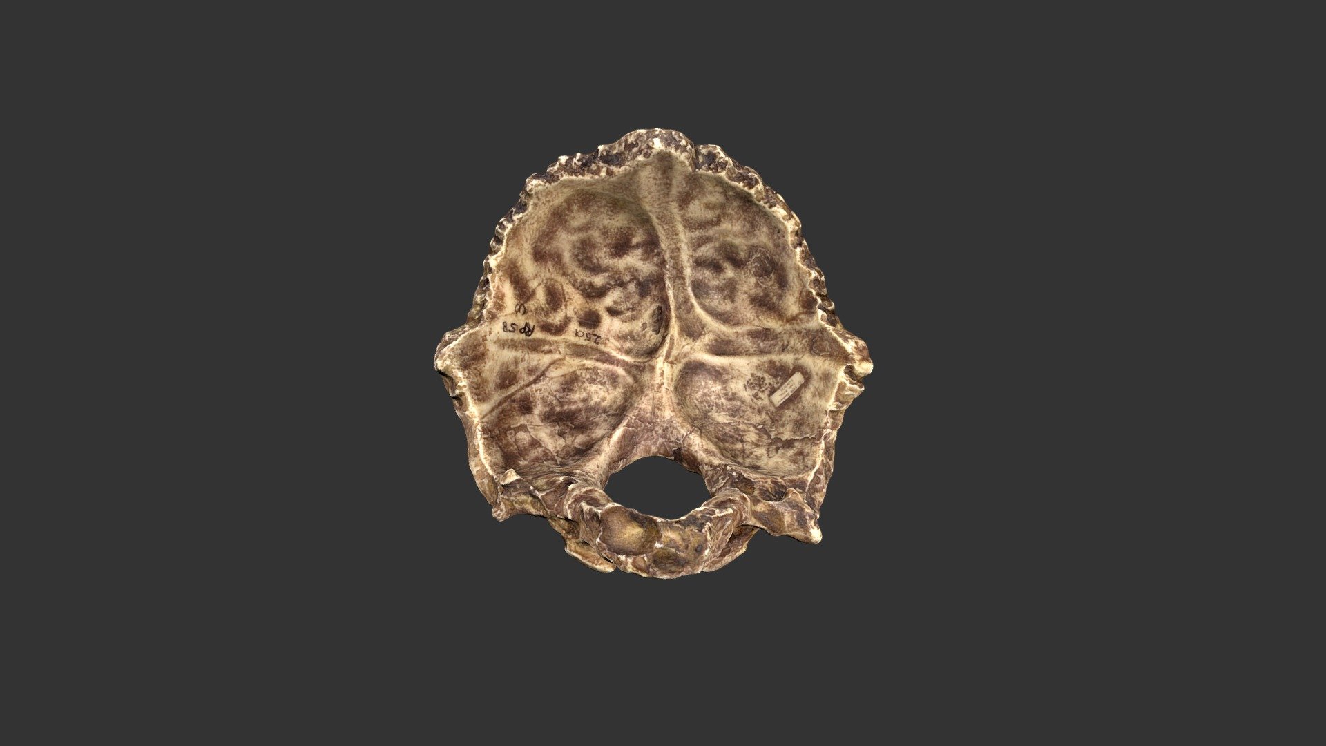 Homo sapiens (Swanscombe) (2501.1rp58-1) - Download Free 3D model by ...