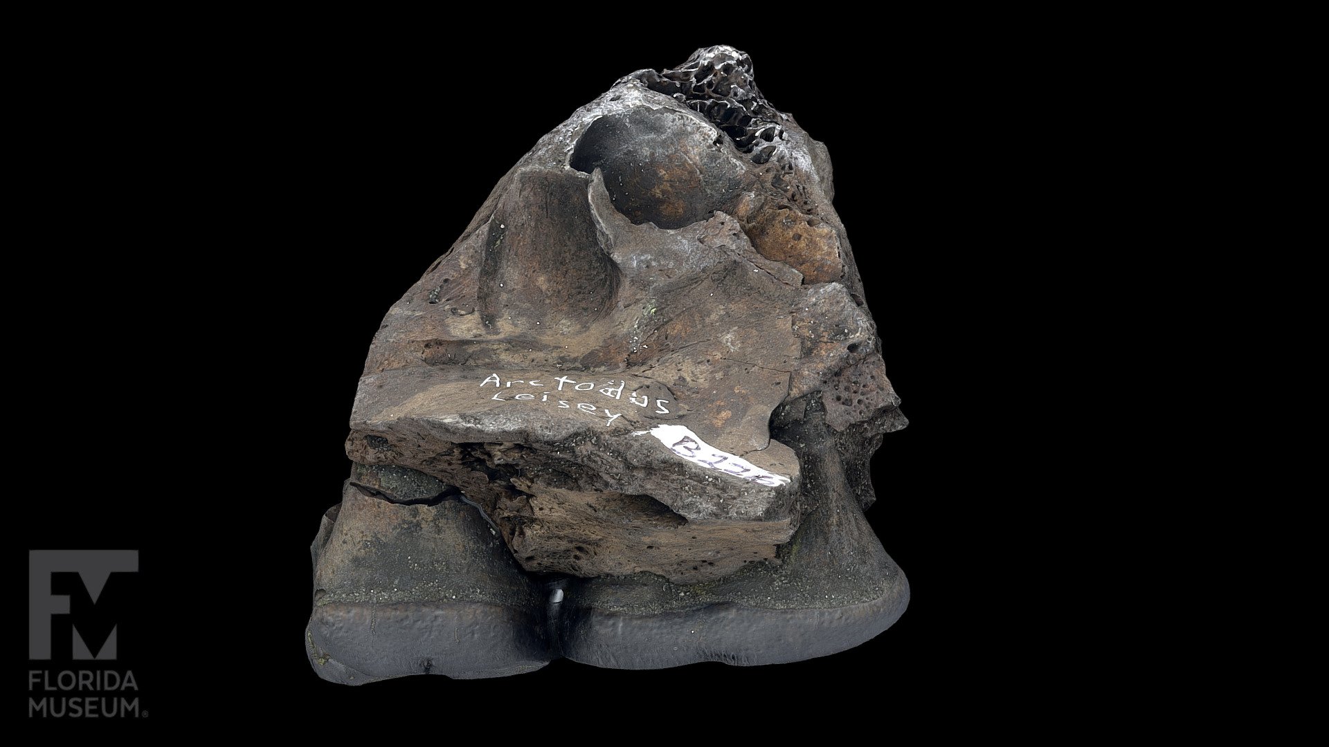 Fossil Lesser short-faced bear maxilla - 3D model by FloridaMuseum ...