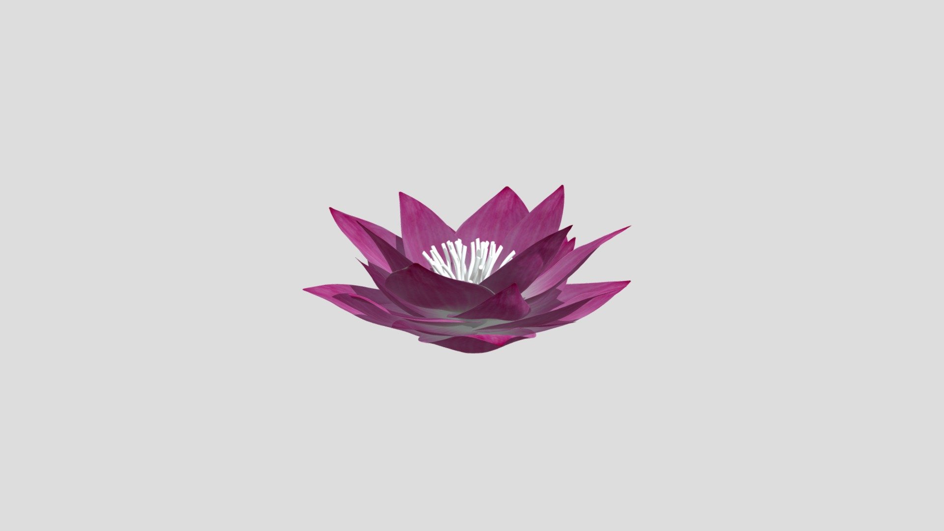 Lotus Flower Blender Model | Best Flower Site
