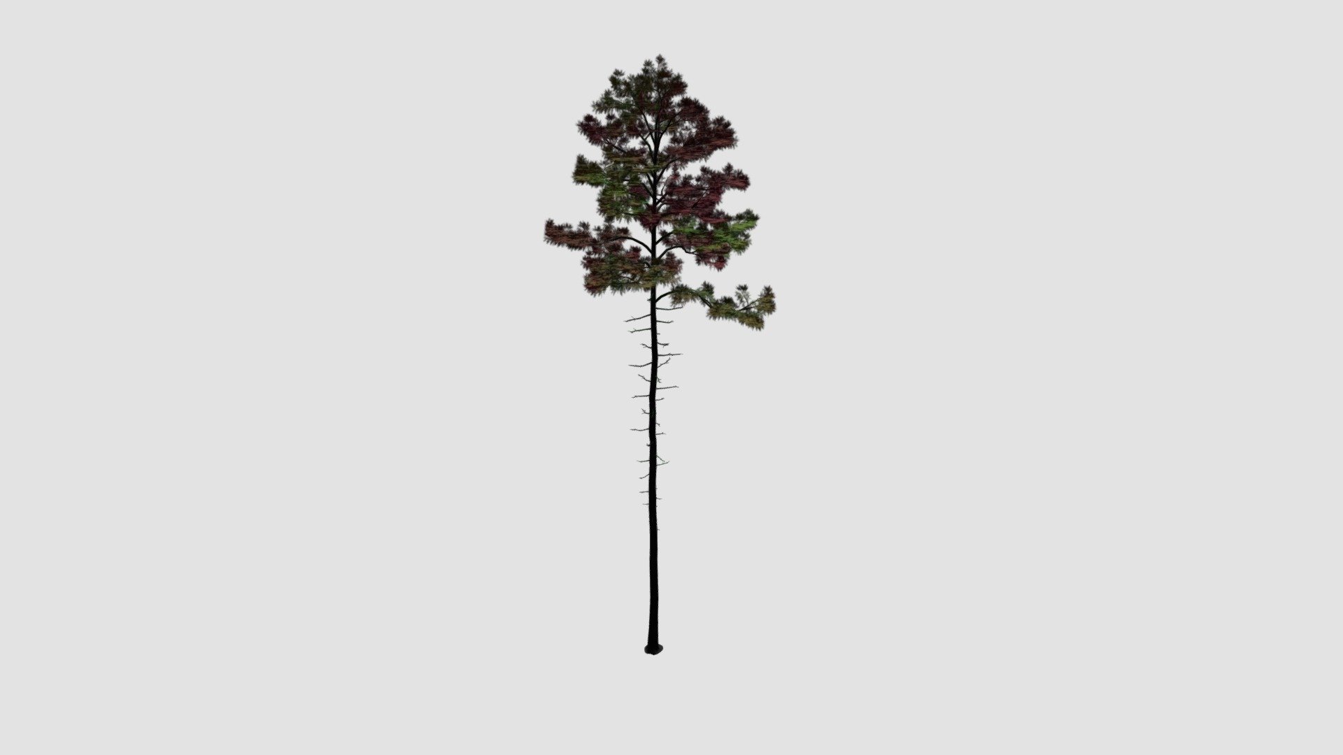 Tree - Buy Royalty Free 3D model by Evermotion [183a755] - Sketchfab Store