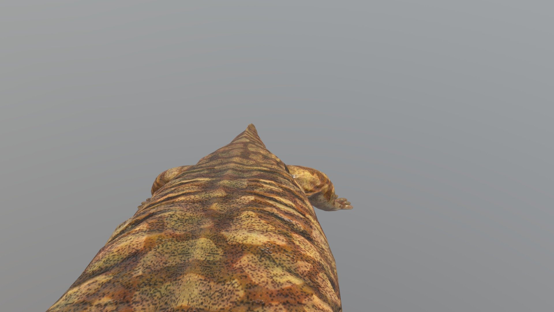 Siderops kehli - 3D model by anthodon [183cc5d] - Sketchfab