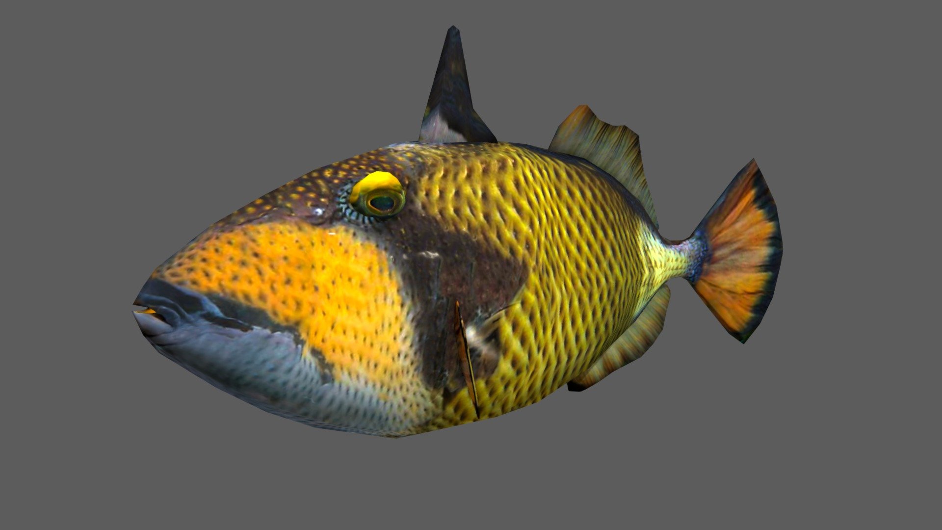 Titan Triggerfish - 3D model by josluat91 [1840ae2] - Sketchfab