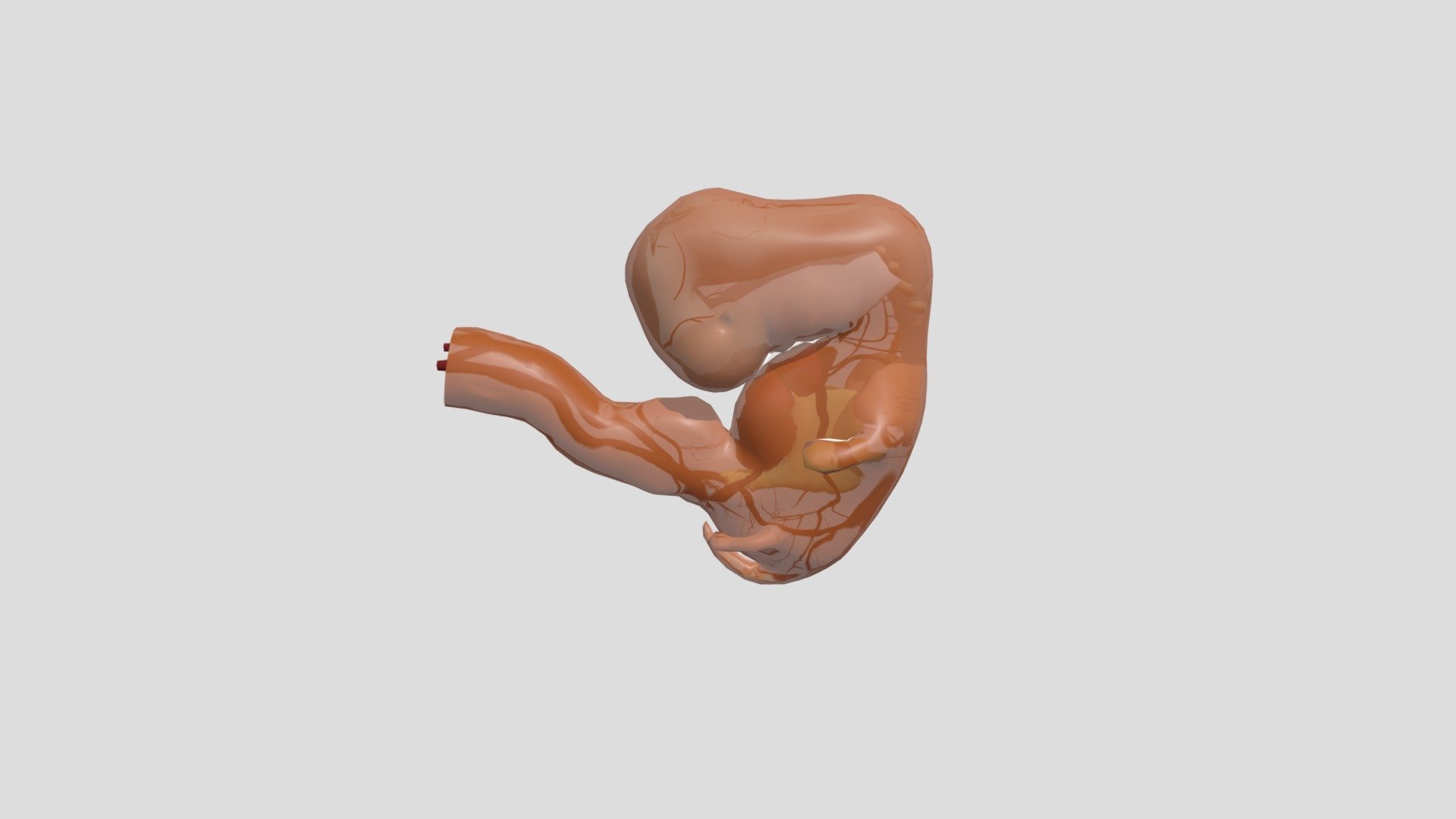5_week_fetus - 3D model by Wintages [1842d24] - Sketchfab