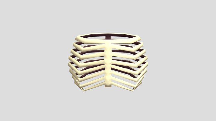 Ribcage 3D models - Sketchfab