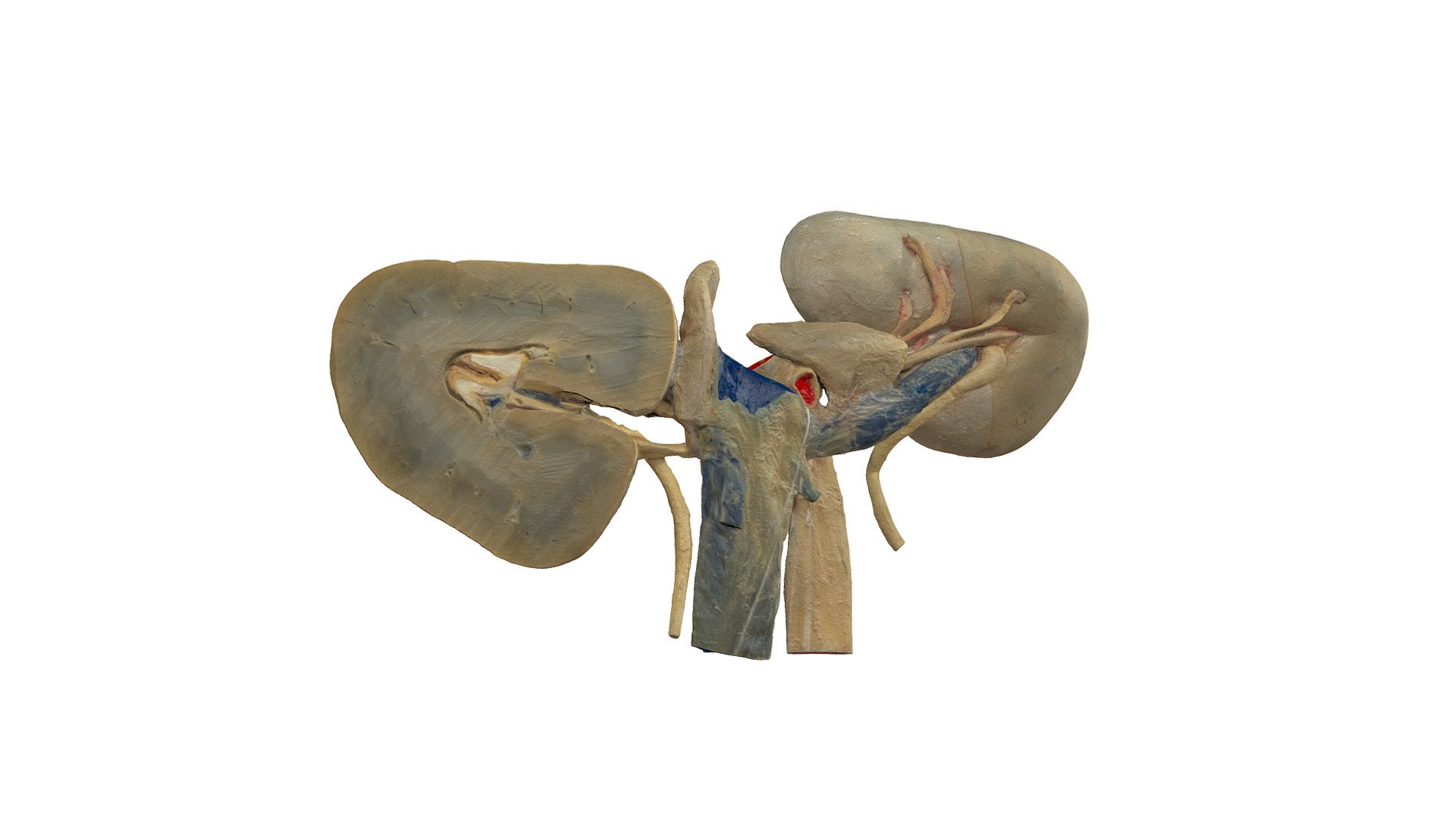 Kidneys, Adenal glands, horse (plastinate) - 3D model by Vetanat.UZH ...