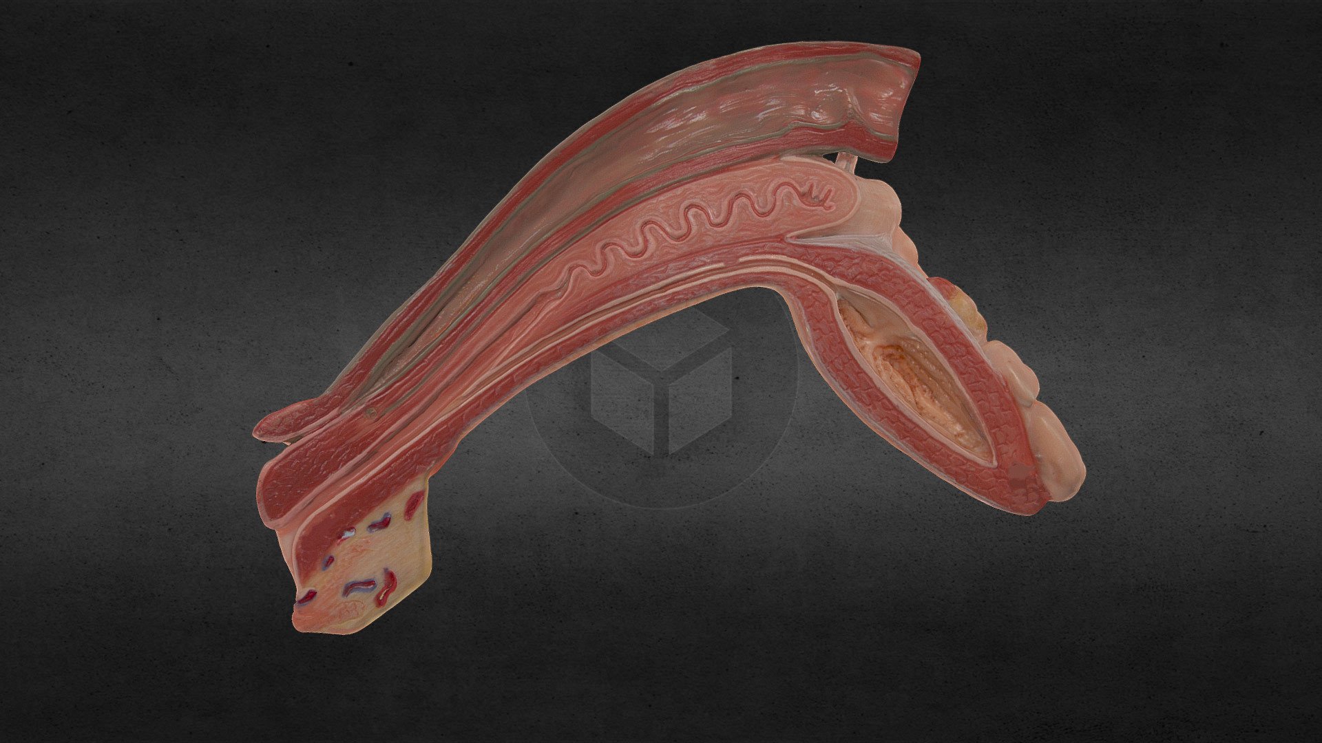 Pig Pelvic Viscera - 3D model by Scott (@interstellar_simian) [1852b73 ...