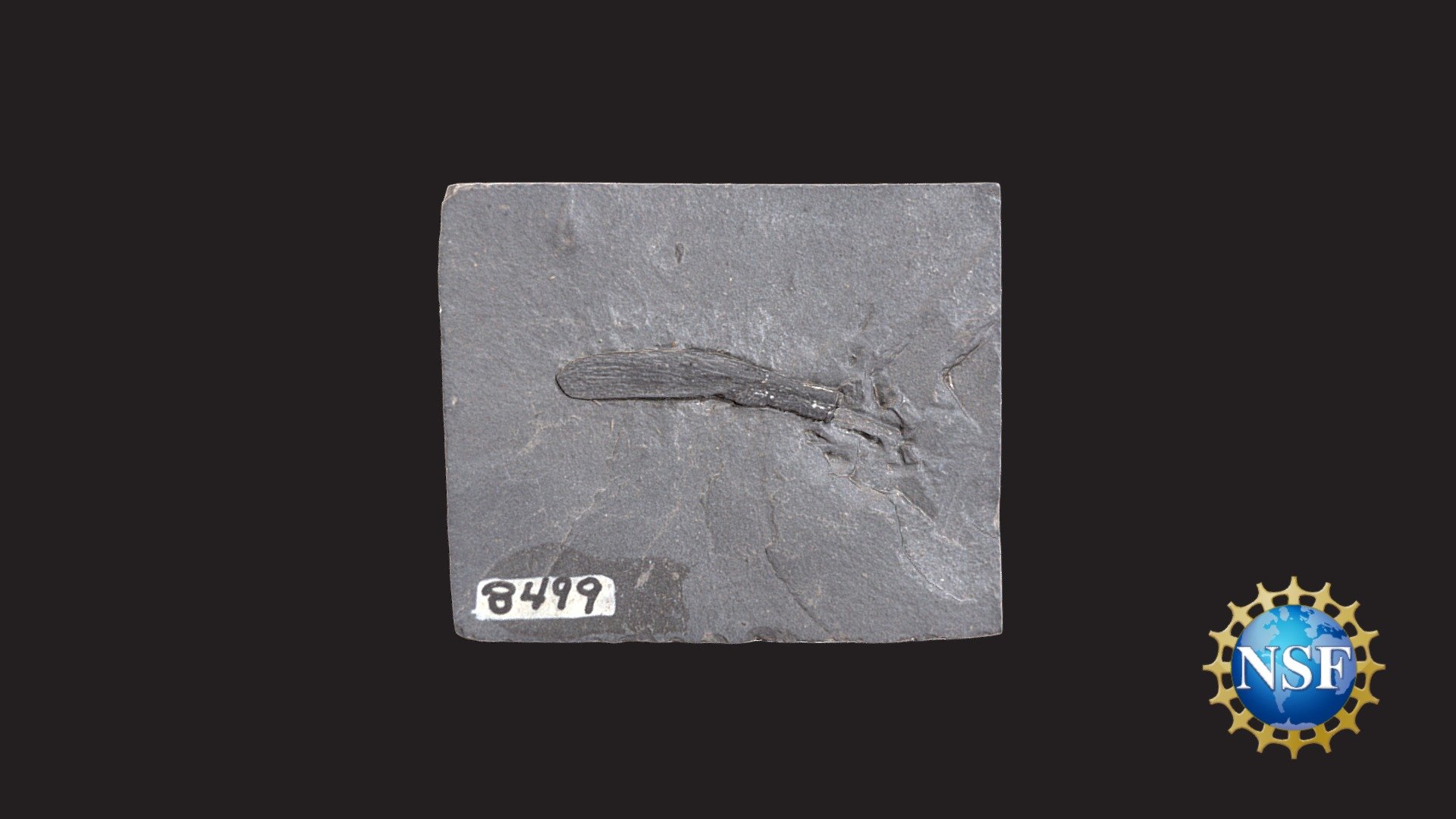 CMNH 8499 Micro Arthrodire Infragnathal - 3D model by Cleveland Museum ...