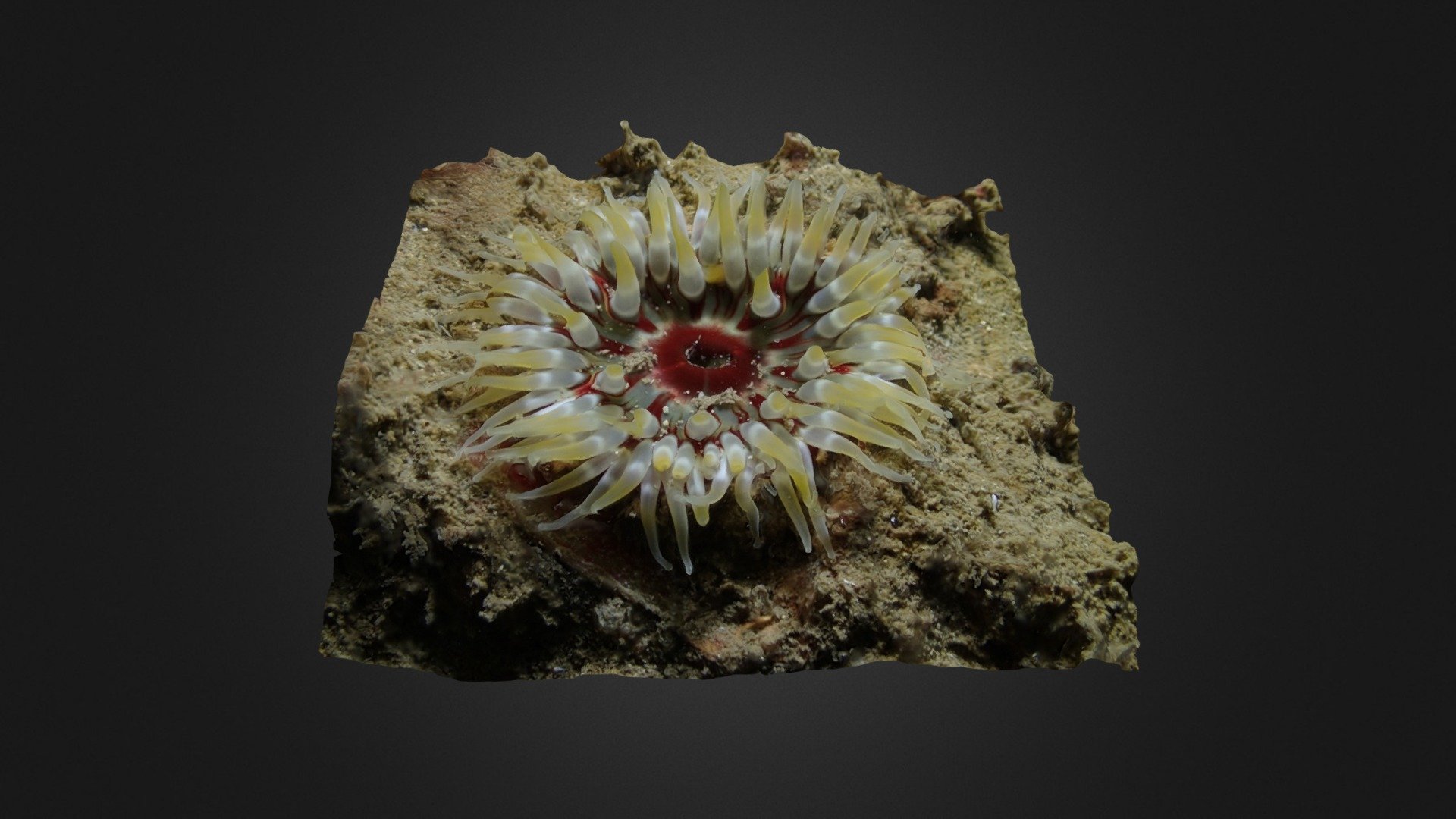 Dahlia anemone - 3D model by hugh.waite [18572bc] - Sketchfab