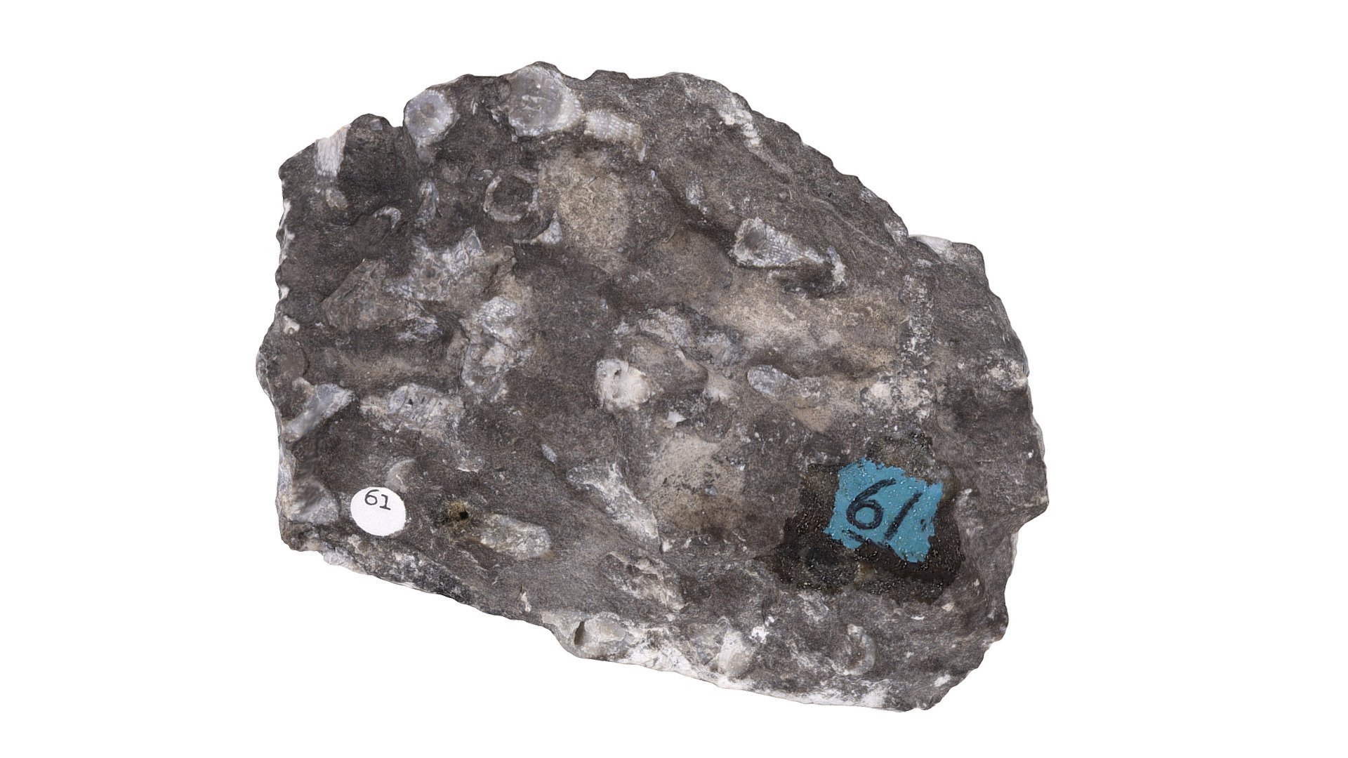 Cherty limestone #61 05-06-2020 - Download Free 3D model by ...