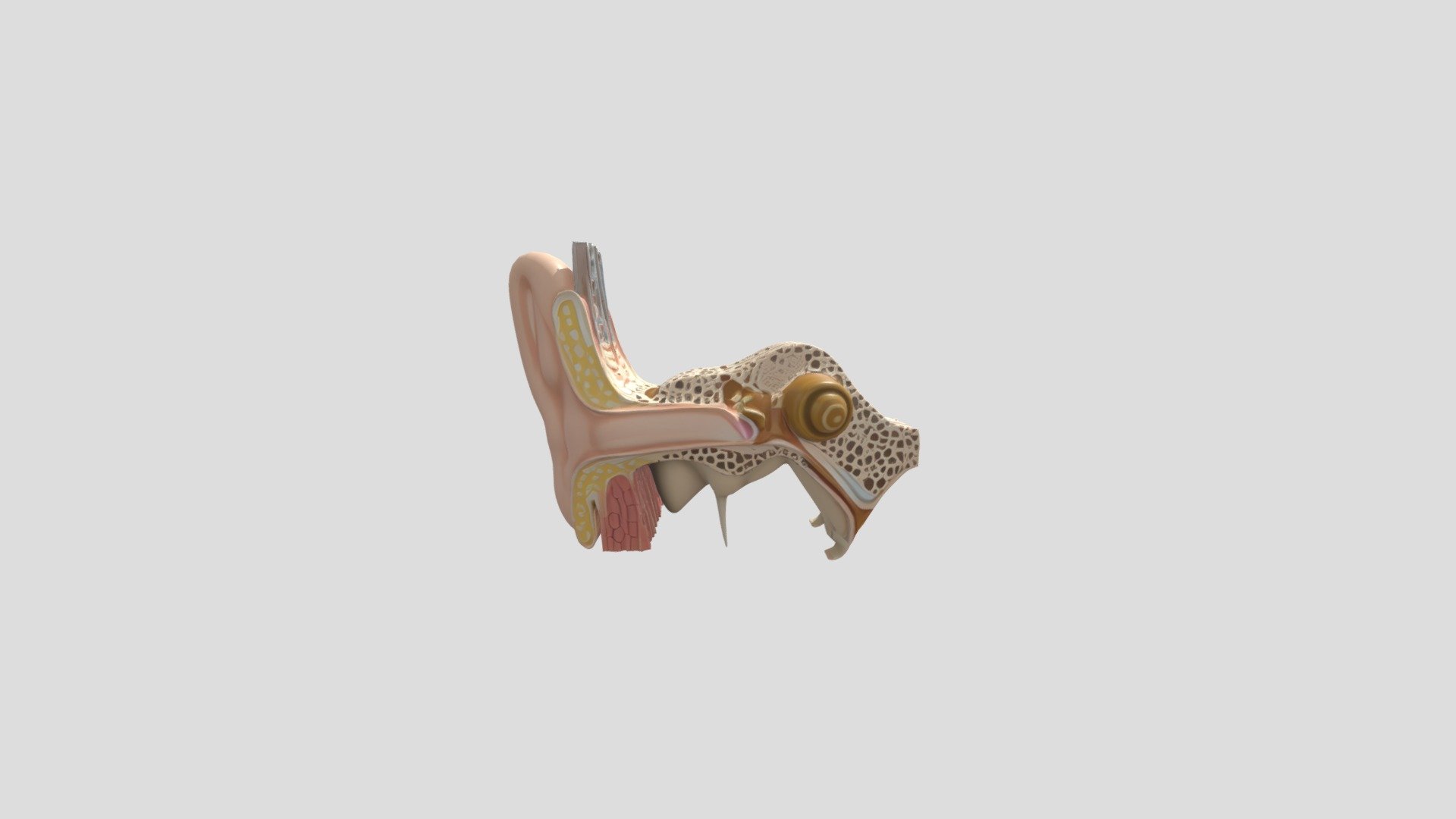 BAGIAN- BAGIAN TELINGA - Download Free 3D model by anaummu_ [185ac5b ...