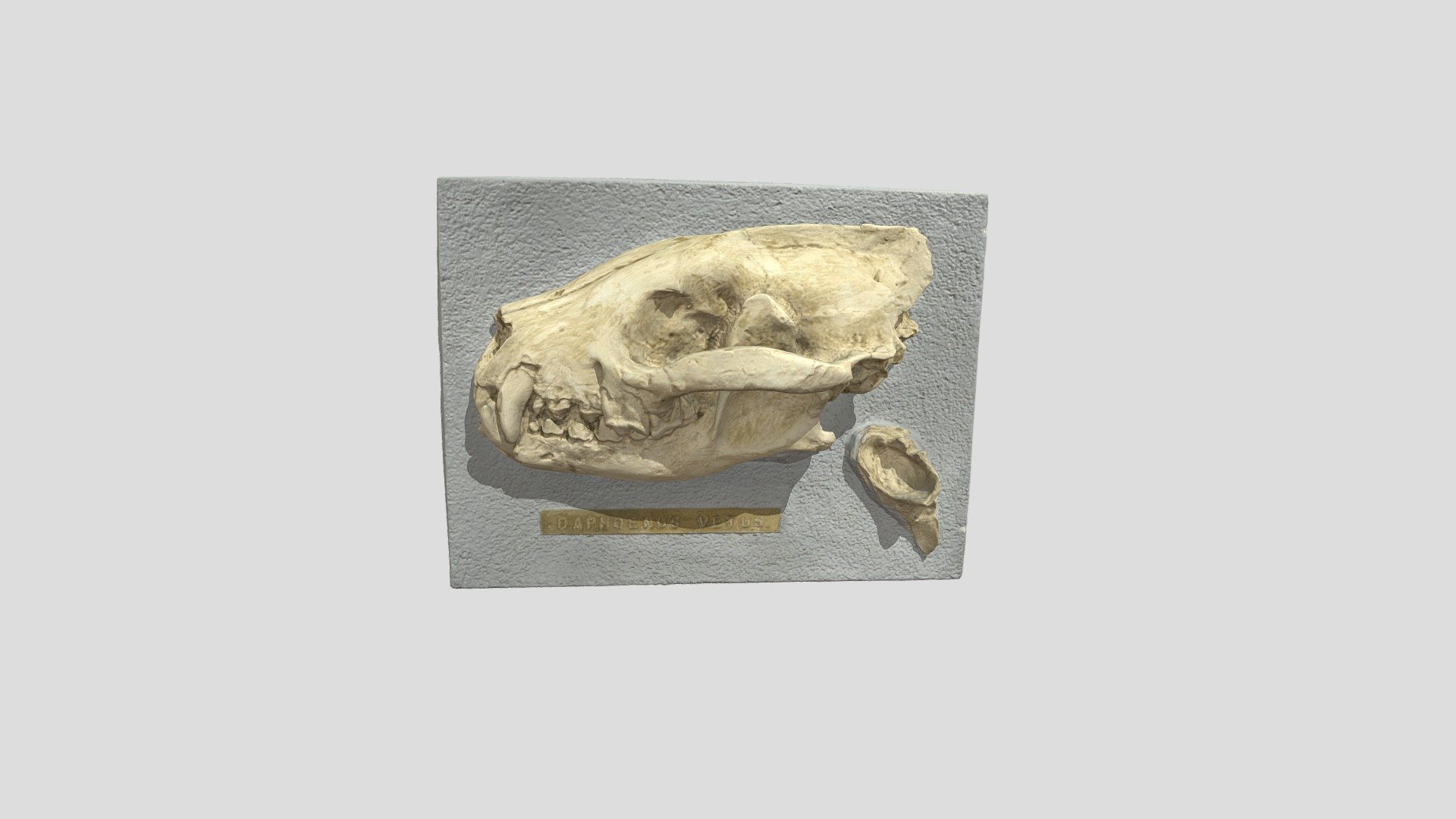 Daphoenus Vetus Skull Cast - Download Free 3D model by ...