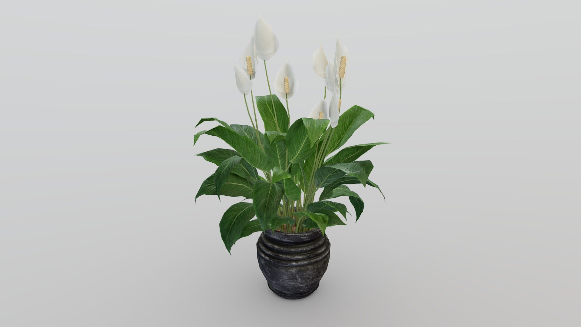Peace Lily - 3D model by TriFORM Studios (@triform) [1861e06] - Sketchfab