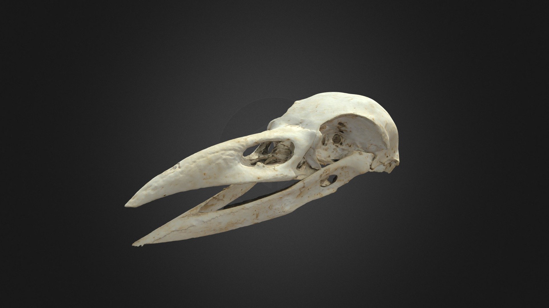Bird Skull - Download Free 3D model by dkemp [186cca3] - Sketchfab