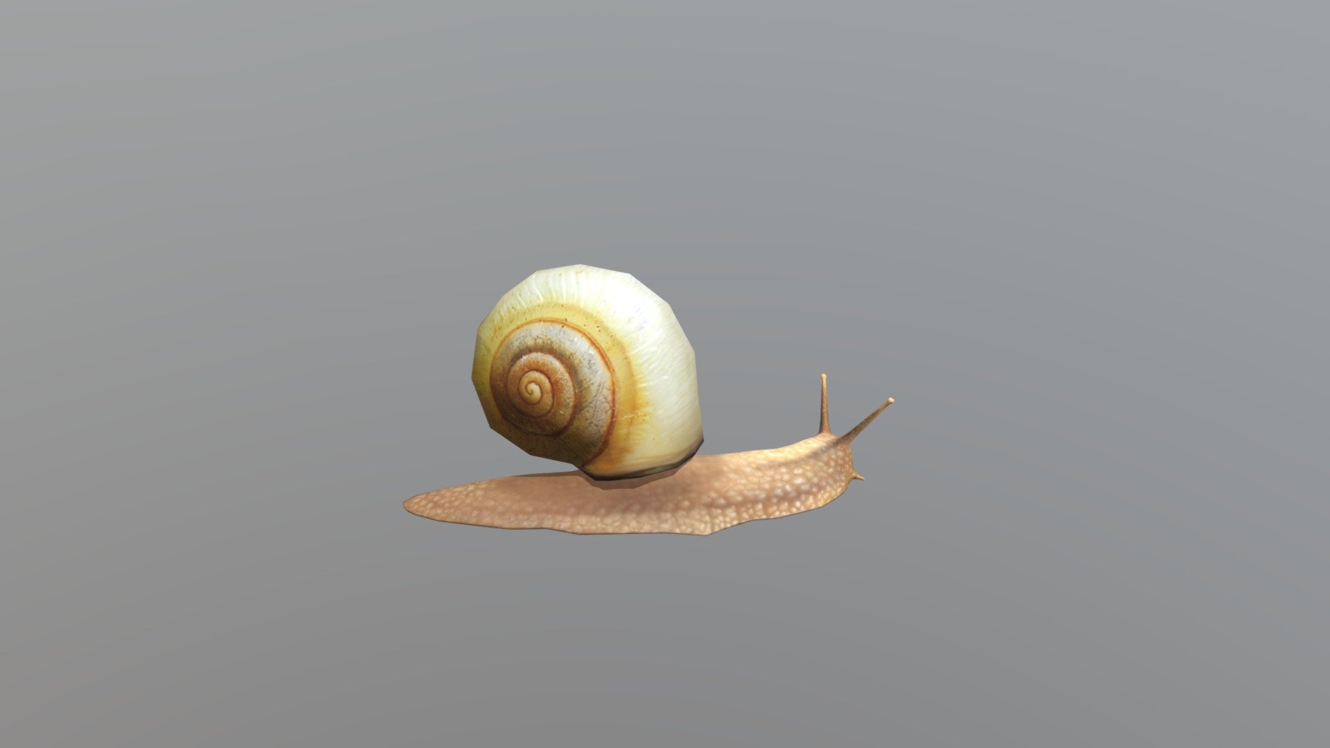 Snail - 3D model by SilVRcraft (@silverseamedia) [186e073] - Sketchfab