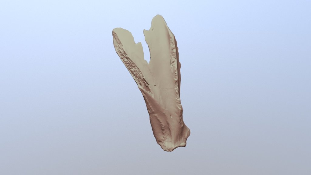 Bison Scapula Hoe - 3D model by iowaarchaeology [186f5c5] - Sketchfab