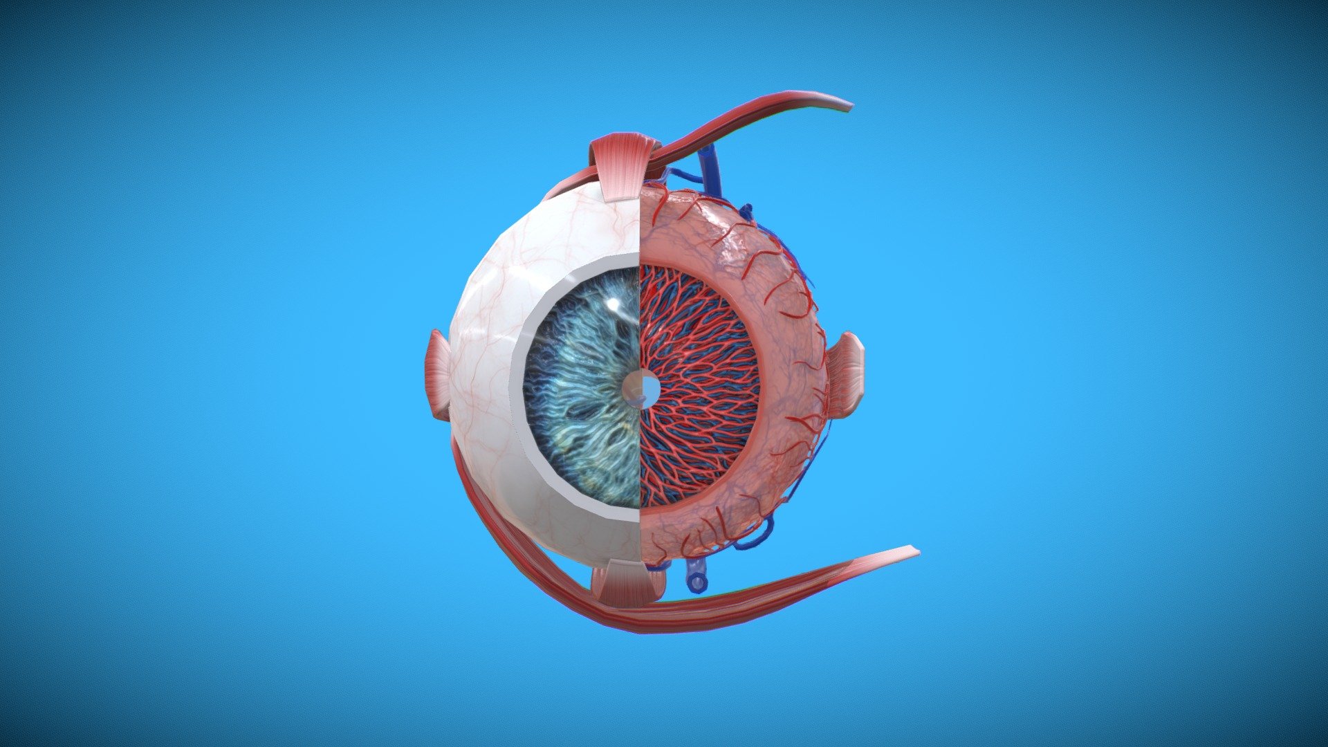 Eye Anatomy - 3D model by (MEDPIXEL) (@medpixel) [18712e1] - Sketchfab