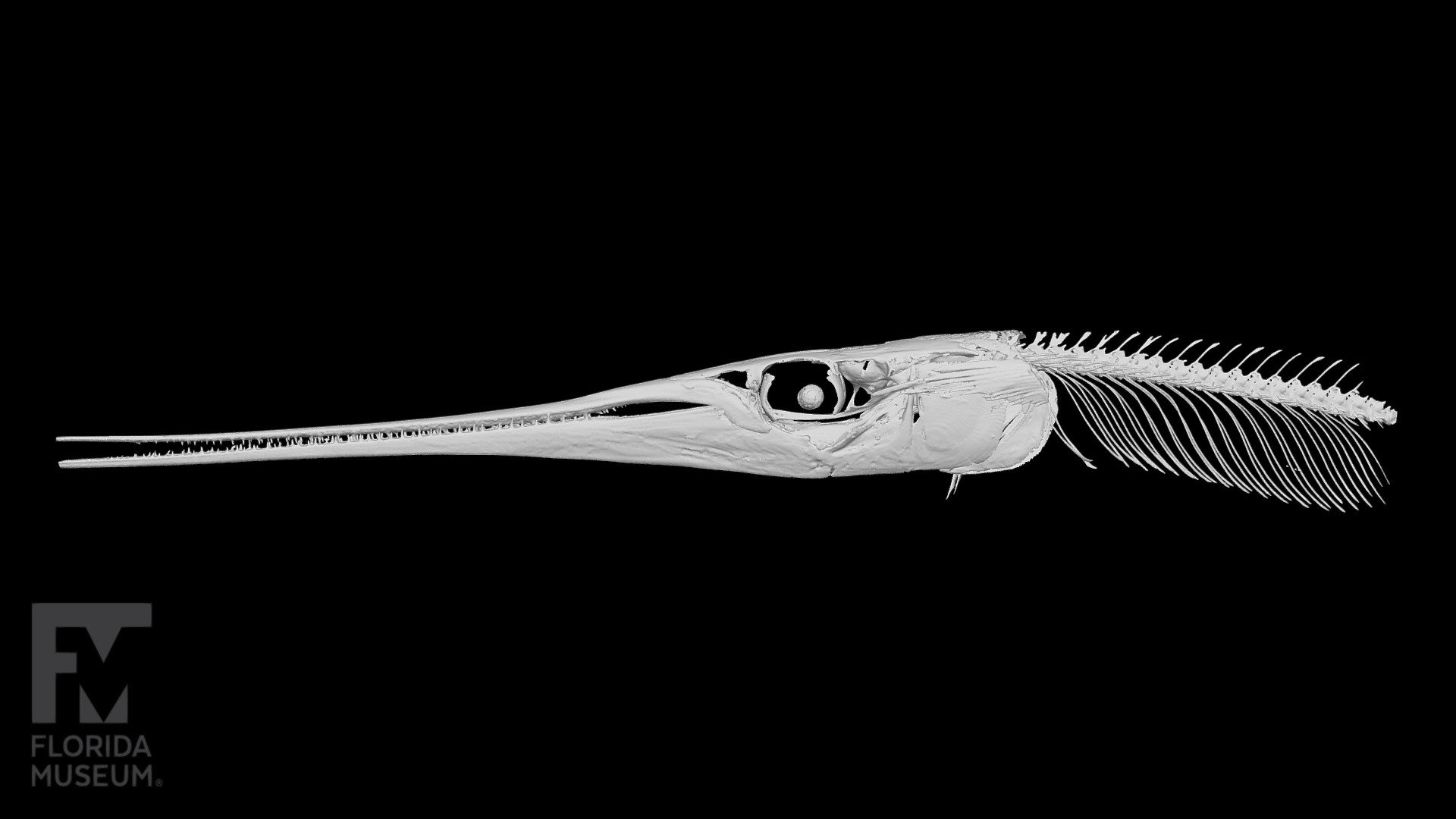 Flat Needlefish CT Scan, Belonidae - 3D model by FloridaMuseum [1881105 ...