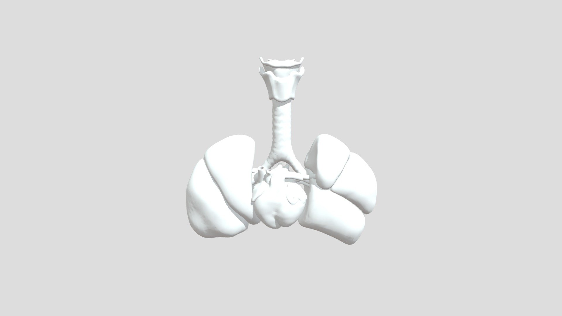 Heart_lung_week_8_animation - 3D model by Education Resource Fund ...