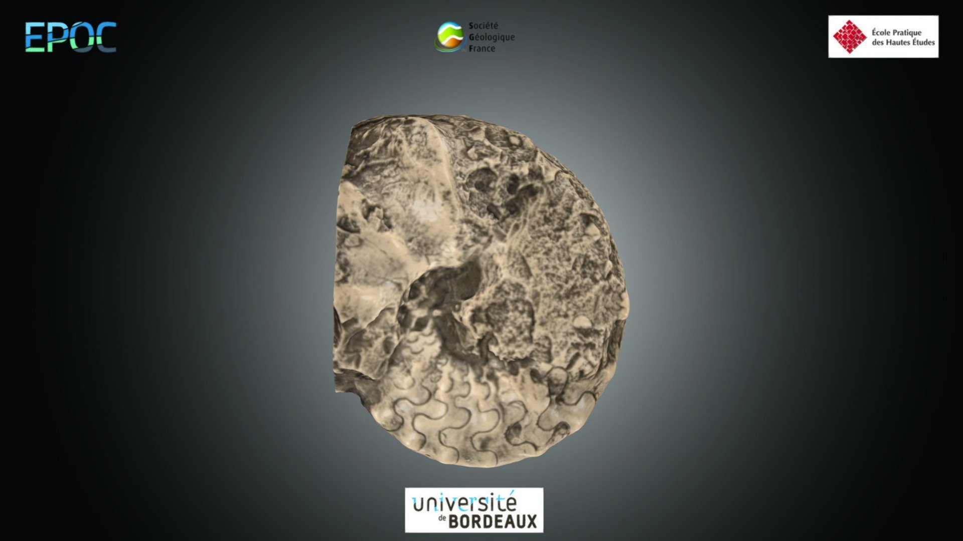 Ammonoïde - Ceratites sp. - Download Free 3D model by Société ...