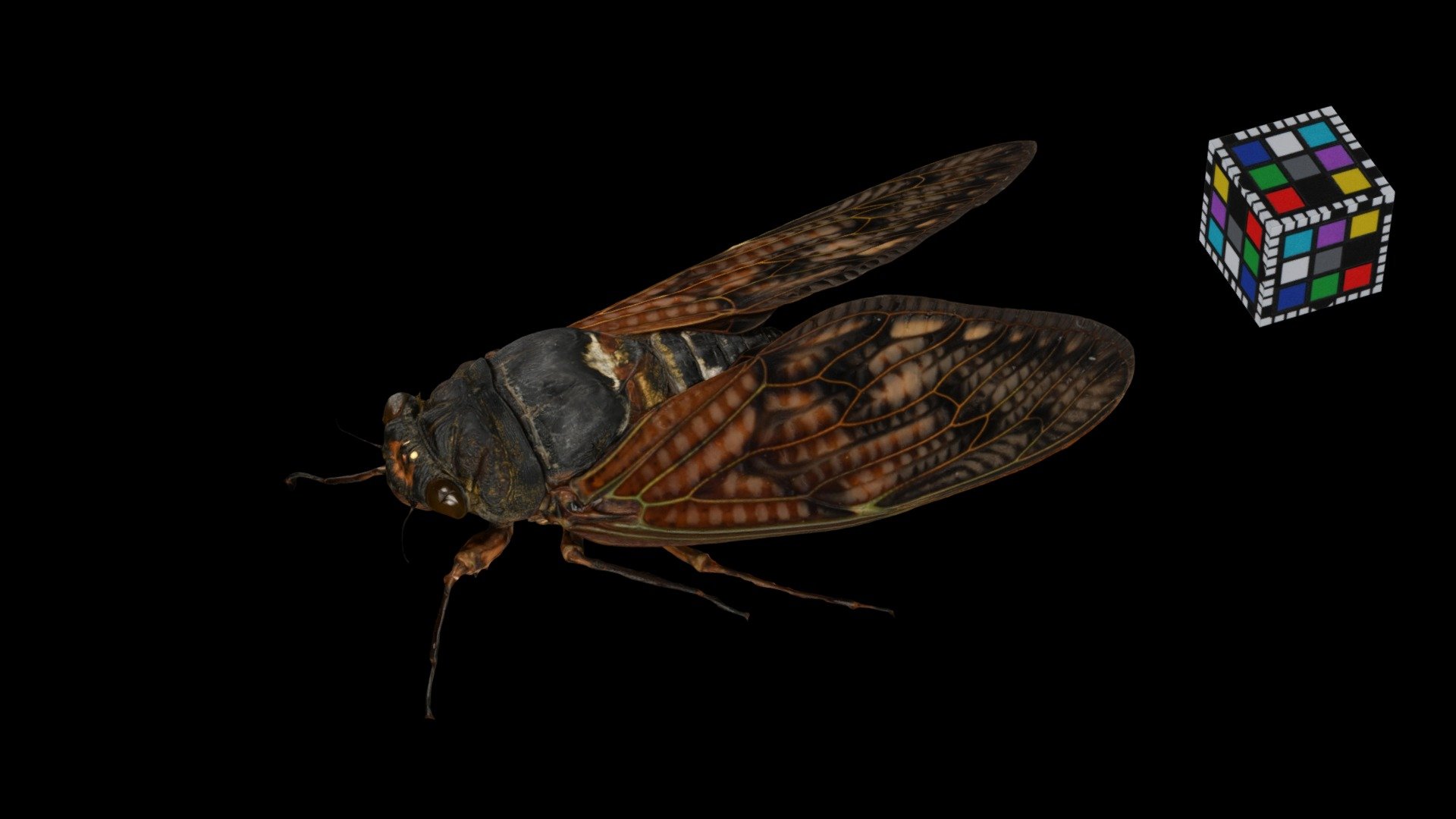 CC0 アブラゼミ ♂ Large Brown Cicada, G. nigrofuscata - Download Free 3D ...