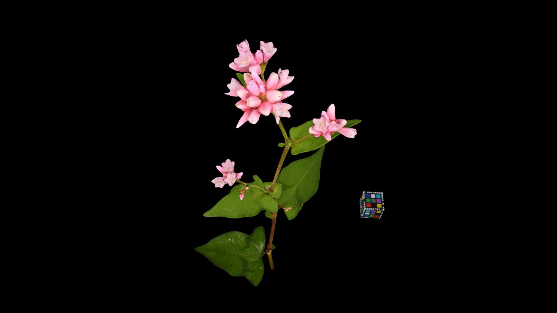 CC0 ミゾソバ Thunberg Knotweed, P. thunbergii - Download Free 3D model by ...
