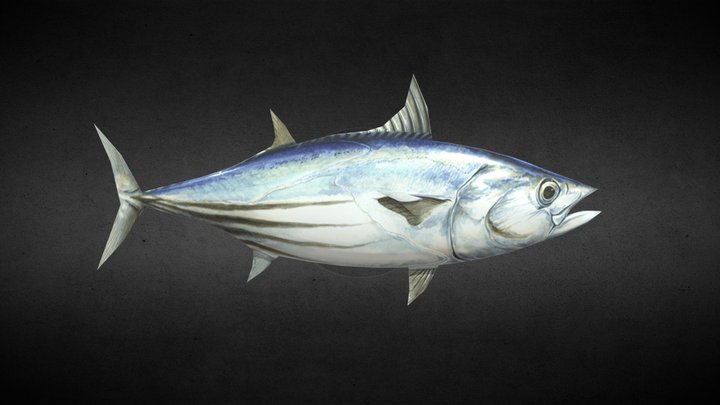 Tunafish 3D models - Sketchfab