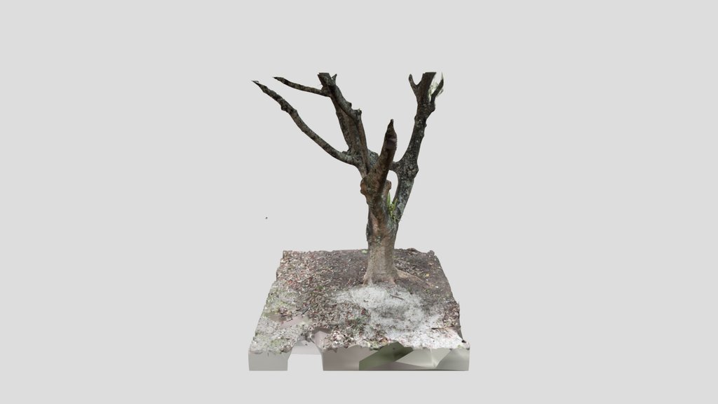 Trees - A 3D model collection by baxterbaxter - Sketchfab