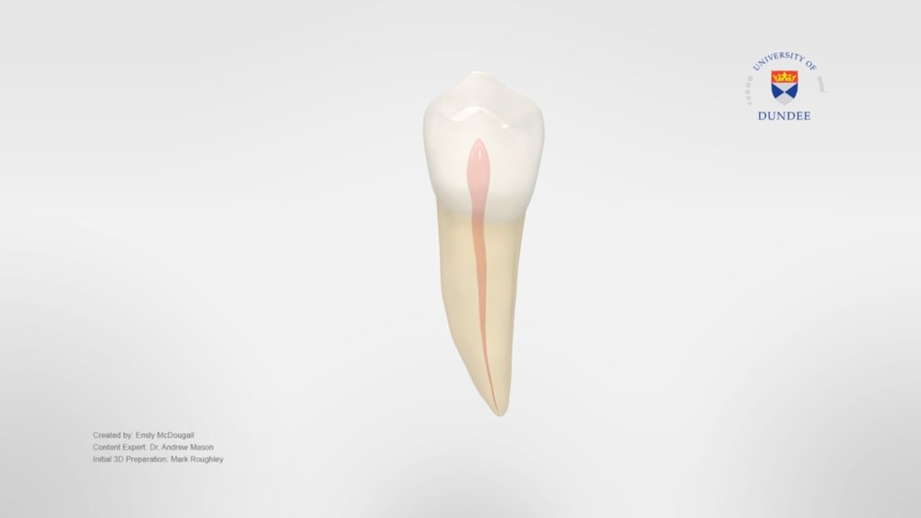 Mandibular First Premolar - Endodontic - 3D model by University of ...