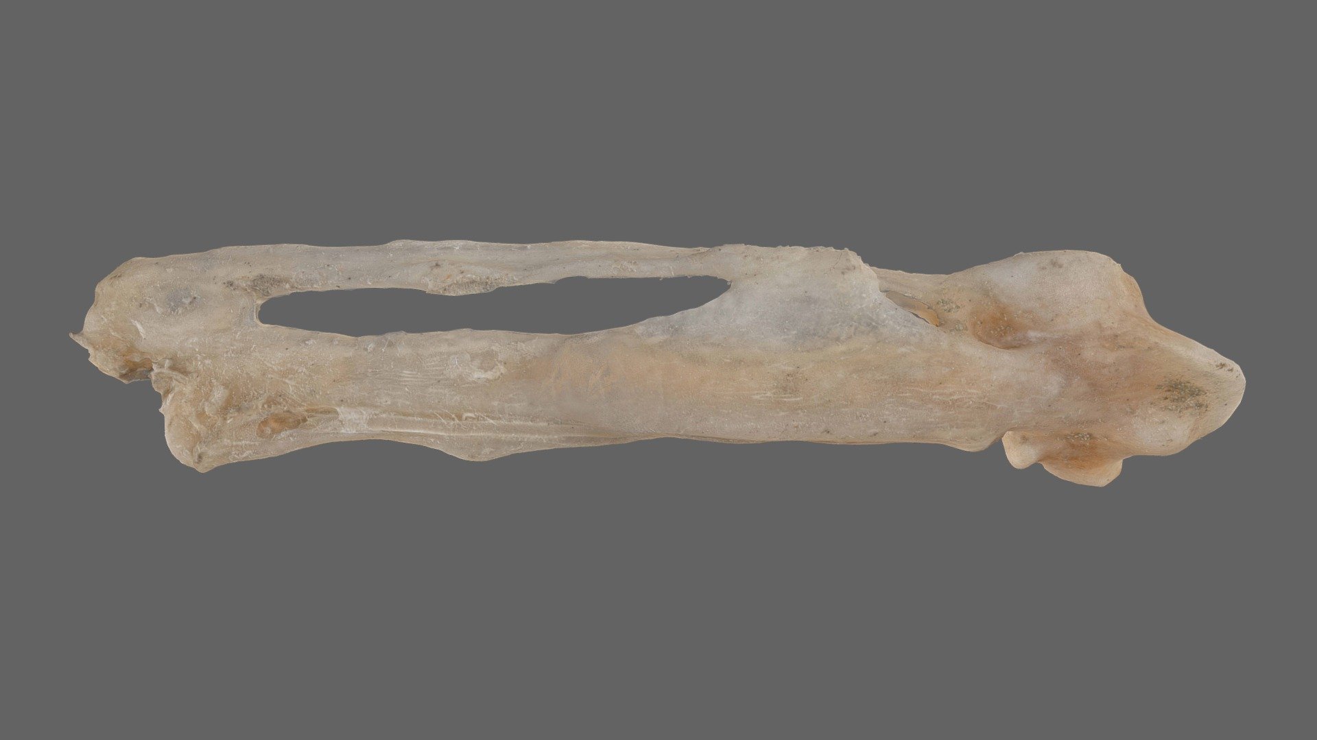 Turdus iliacus D - 3D model by VirNat [18a05f7] - Sketchfab