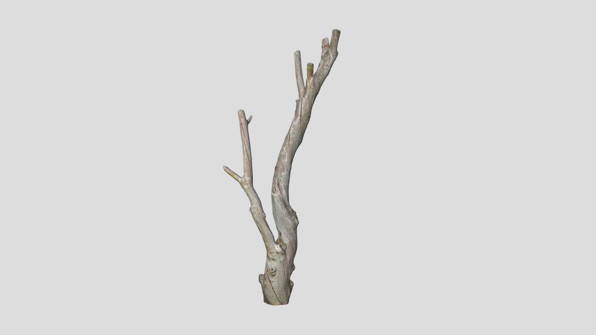 Dry tree - Buy Royalty Free 3D model by blrr.studio [18a18b4 ...