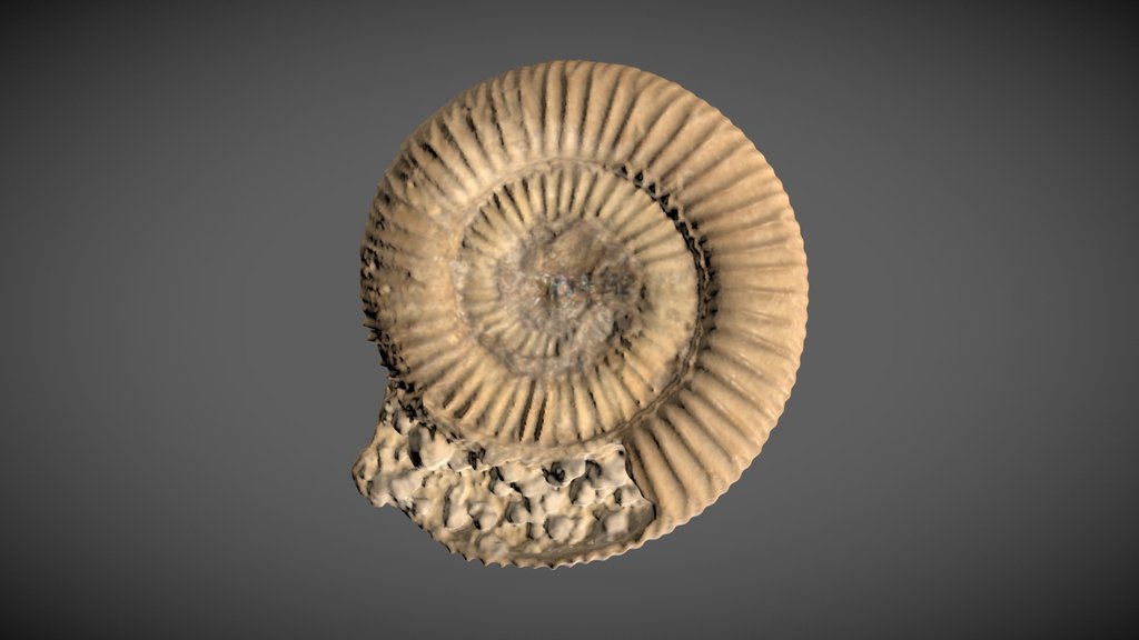Fossil marine invertebrates - A 3D model collection by EDDyLab @ULiege ...