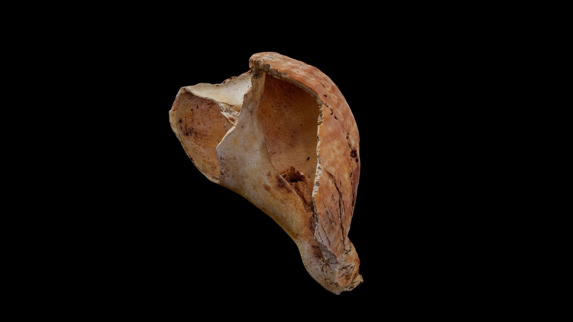 Shell fragment macro - 3D model by Stephan Buth (@jupp2000) [18adb3b ...