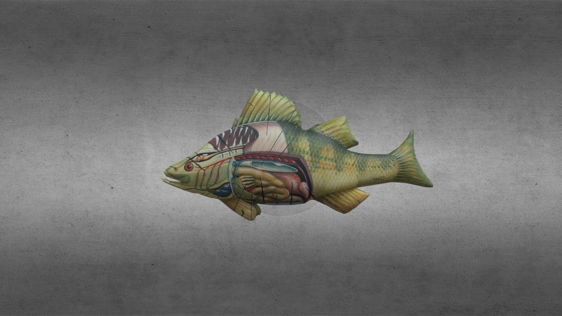 anatomi ikan - 3D model by mahrif [18b04df] - Sketchfab