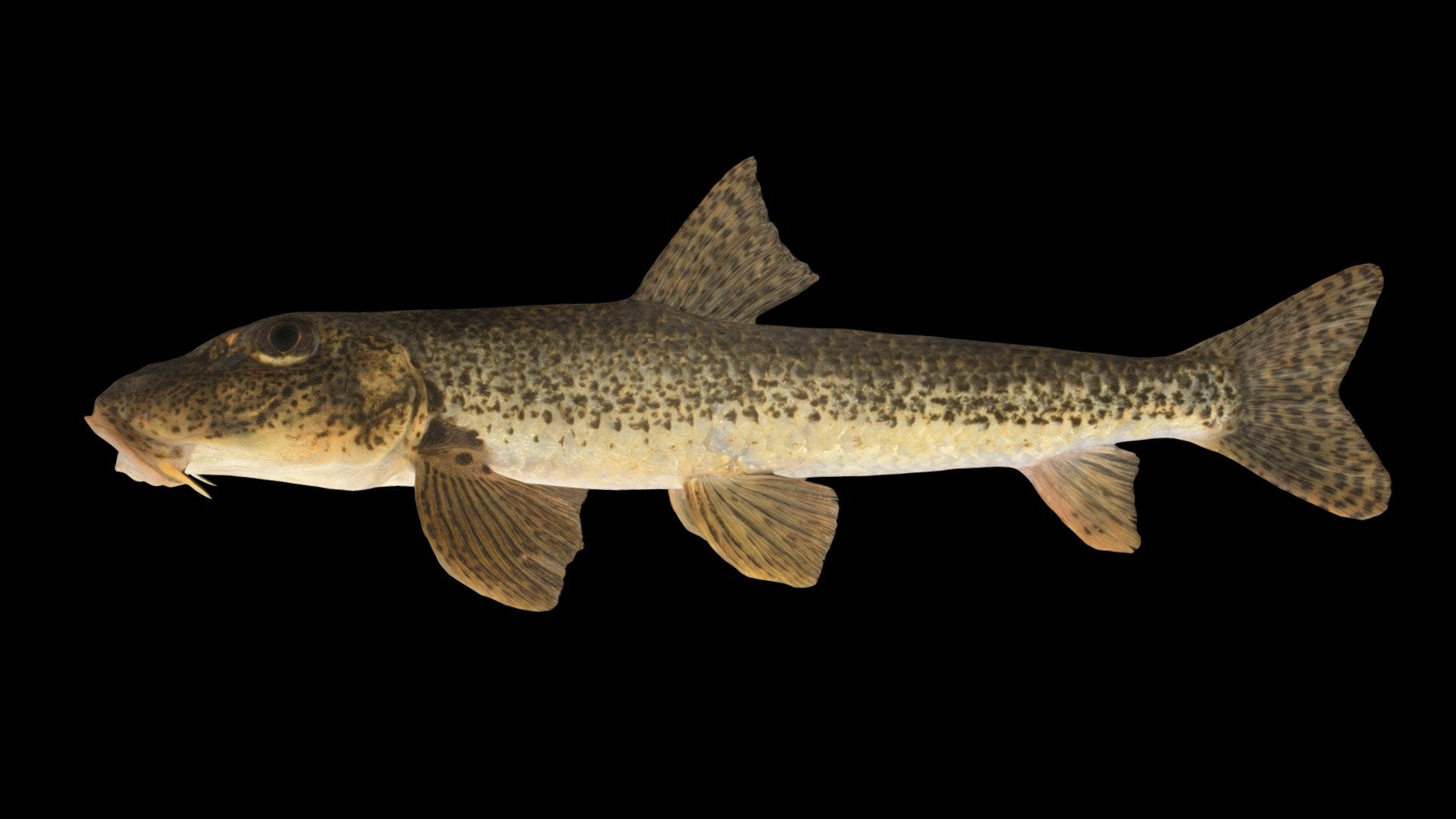 CC0 カマツカ 🐟 Pike Gudgeon, Pseudogobio esocinus - Download Free 3D model ...
