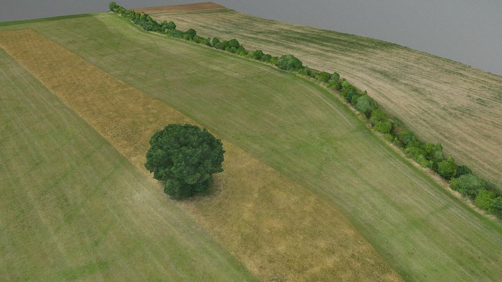3d-scan 3D models - Sketchfab