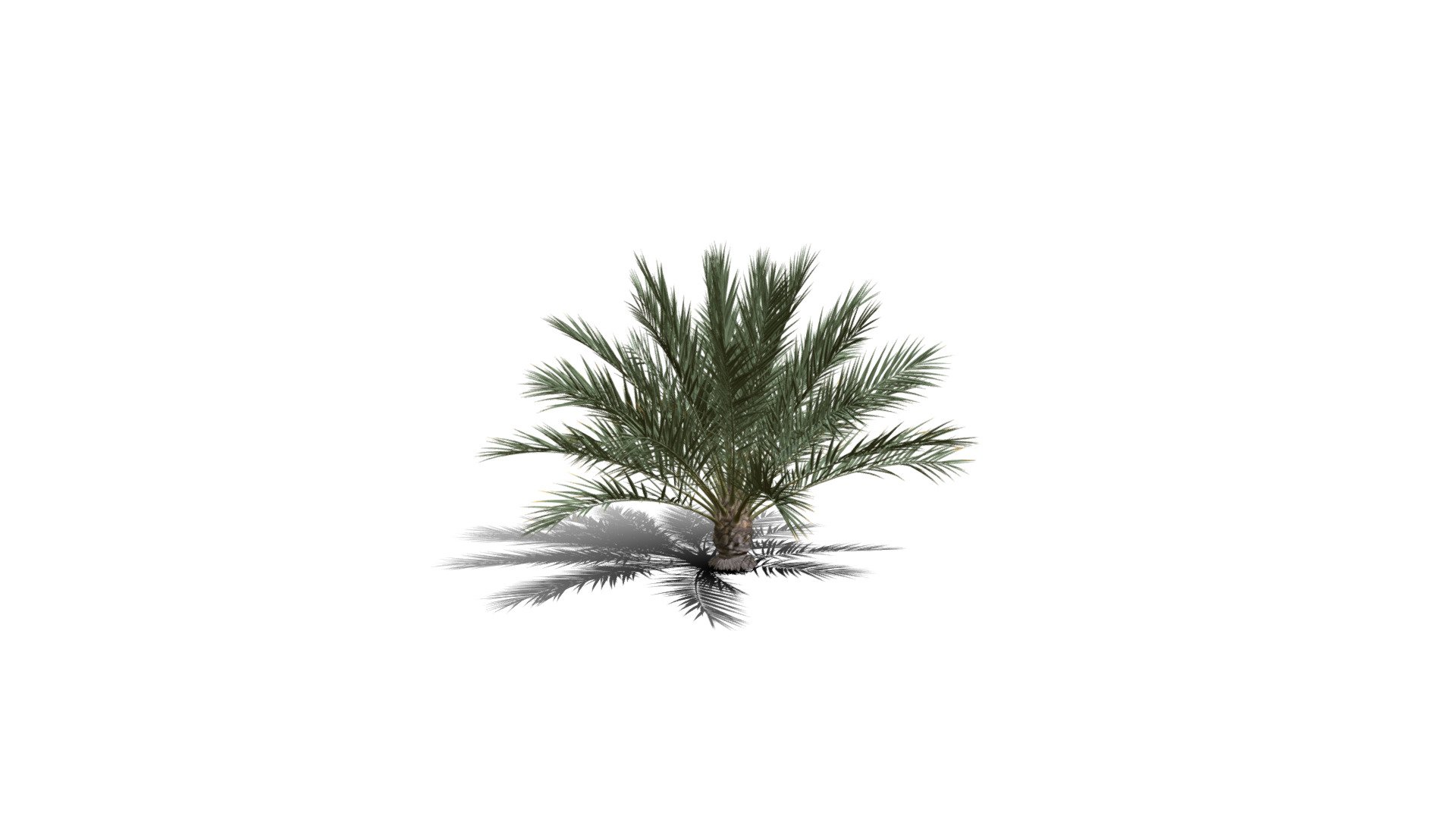 Realistic HD Date palm (10/78) - Download Free 3D model by PlantCatalog ...
