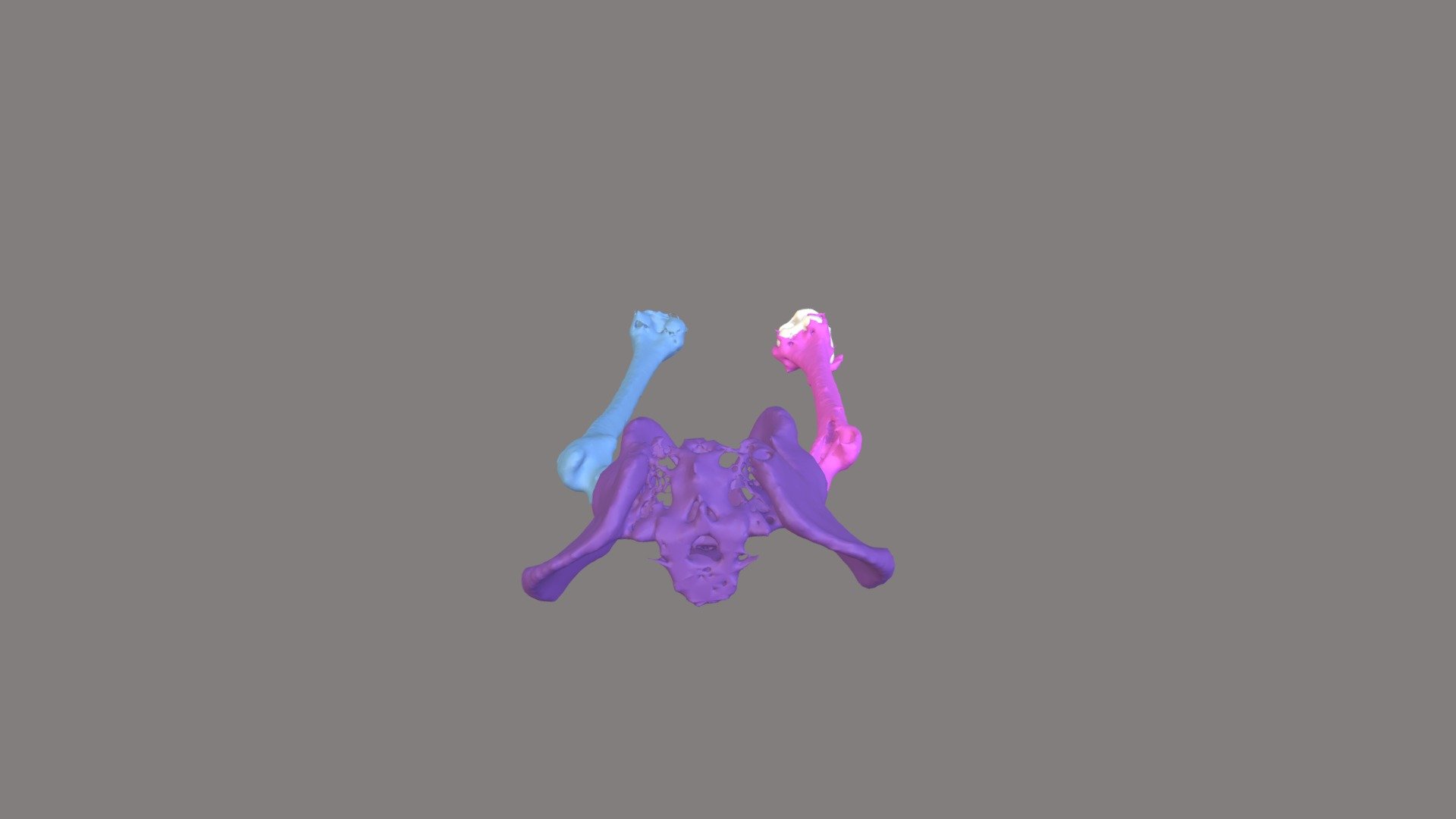 Femur And Pelvis Segmentation Download Free 3d Model By Ktripp582 [18c15ef] Sketchfab