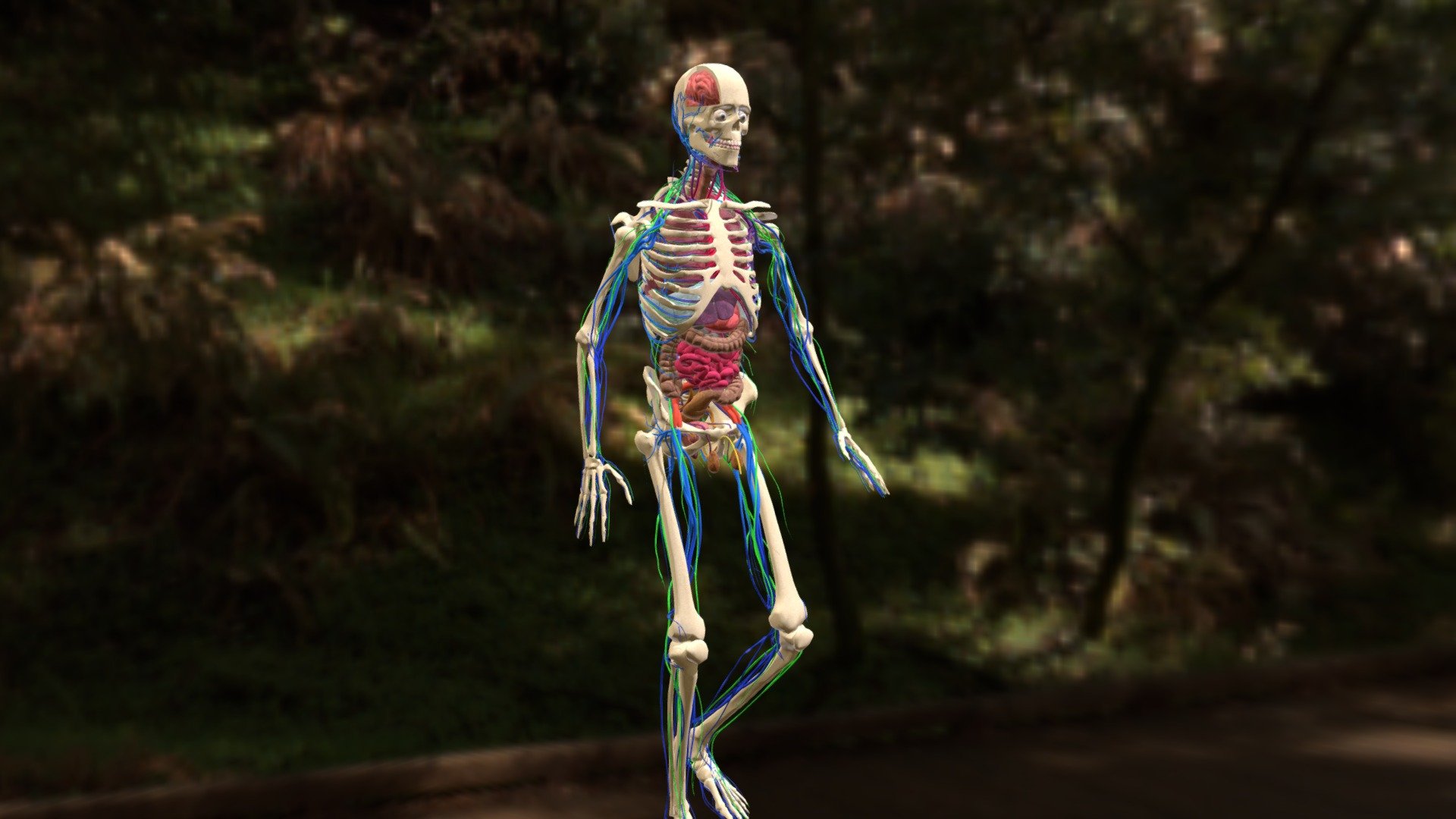 Animation Skeletal Anatomy Systems: WALKING - Buy Royalty Free 3D model ...