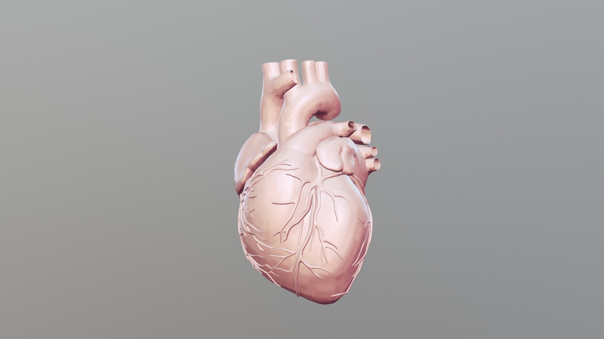 Heart - 3D model by aaron-nelson [18cac24] - Sketchfab