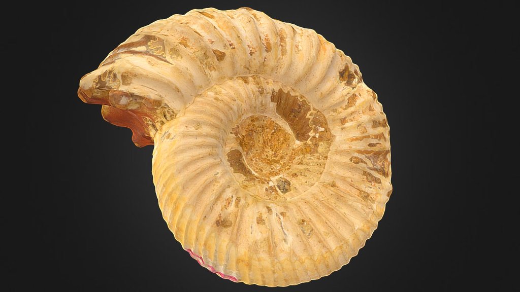 Shell Fossil Ammonite - 3D model by Adddy [18ceb7e] - Sketchfab