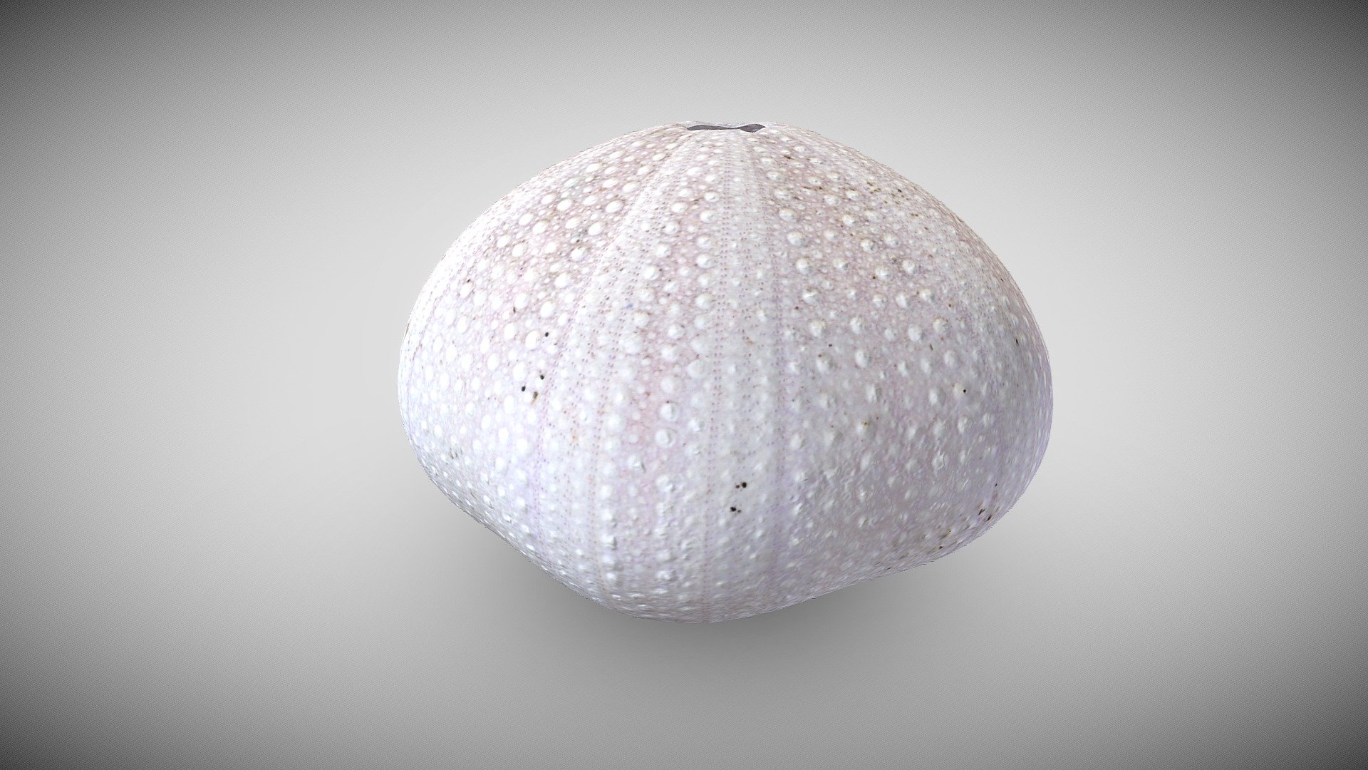 Sea Egg - 3D model by WesPrice_Intl [18cf4f1] - Sketchfab