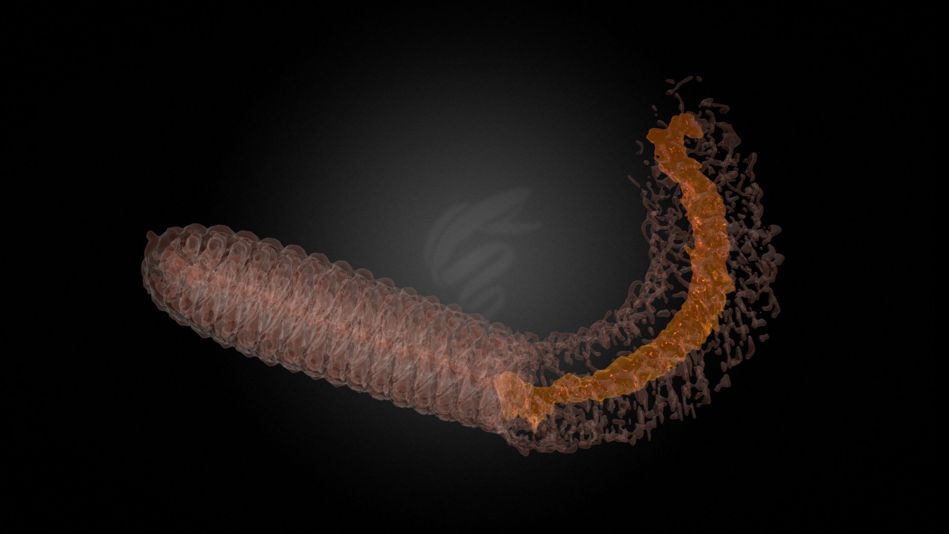 DeepPIV 3DR - Red siphonophore (Marrus) - Download Free 3D model by ...