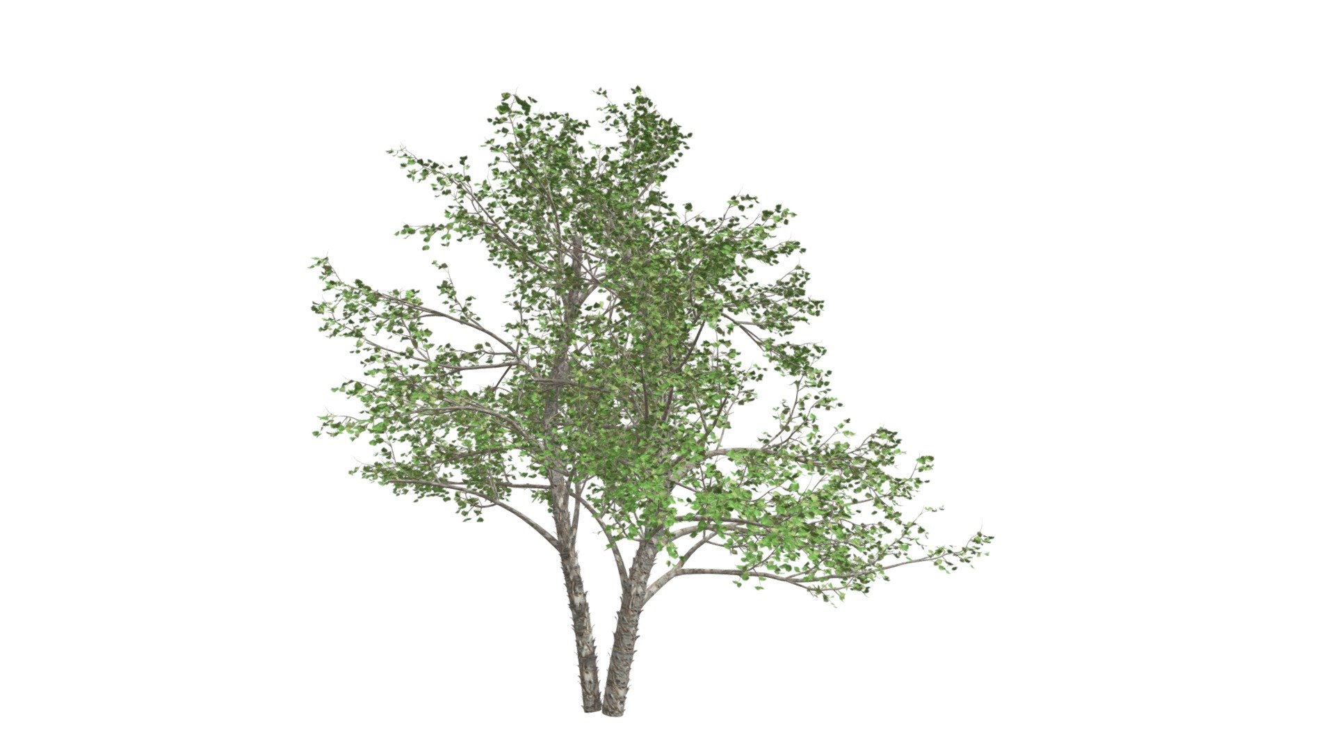 River Birch Tree #10 - Buy Royalty Free 3D model by meshshape [18da590 ...