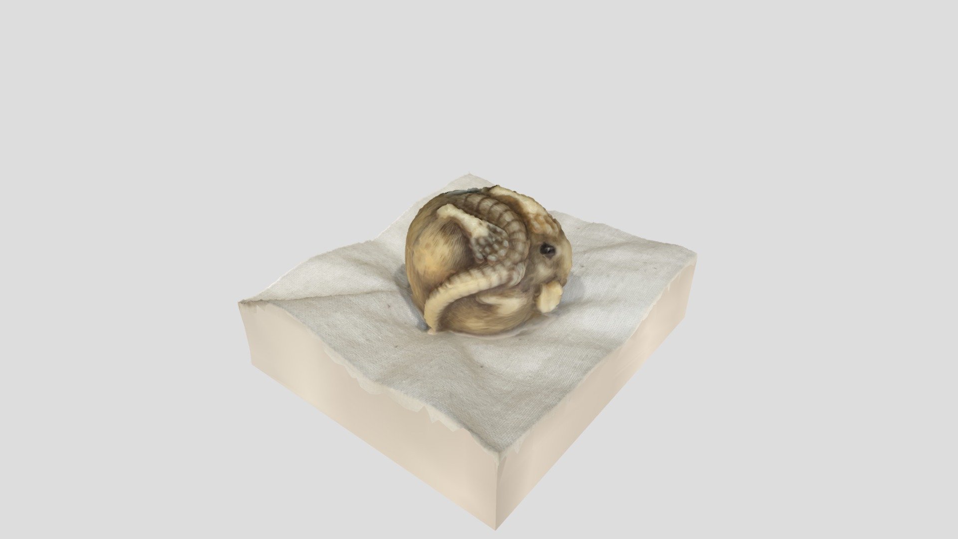 Rat Coiled, bottom - 3D model by Lowe Art Museum | University of Miami ...