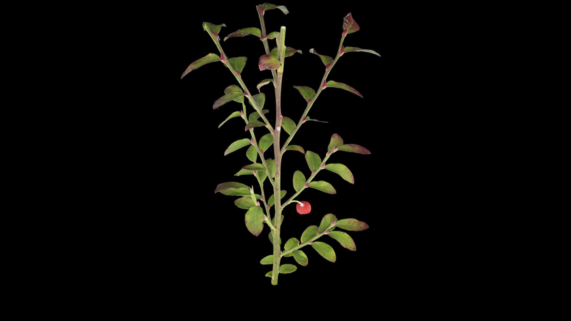 Vaccinium parvifolium (Red huckleberry) - 3D model by Cal Poly Humboldt ...