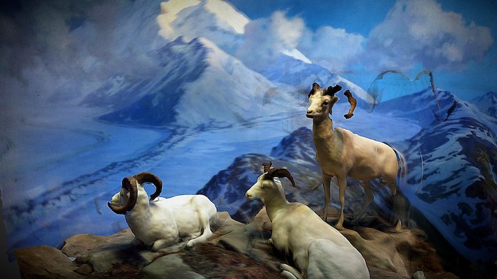 Amnh 3D models - Sketchfab