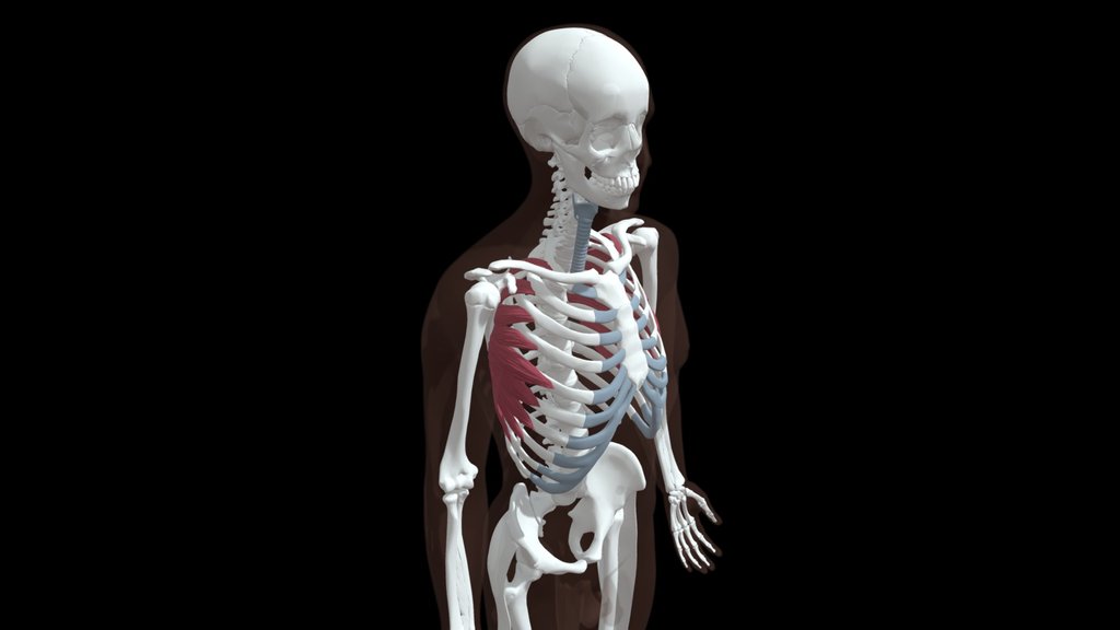 Lab Seven- Anterior Shoulder Arm and Axilla - A 3D model collection by ...