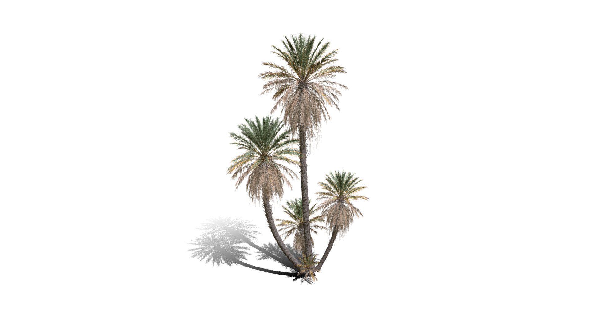 Realistic HD Date palm (58/78) - Buy Royalty Free 3D model by ...