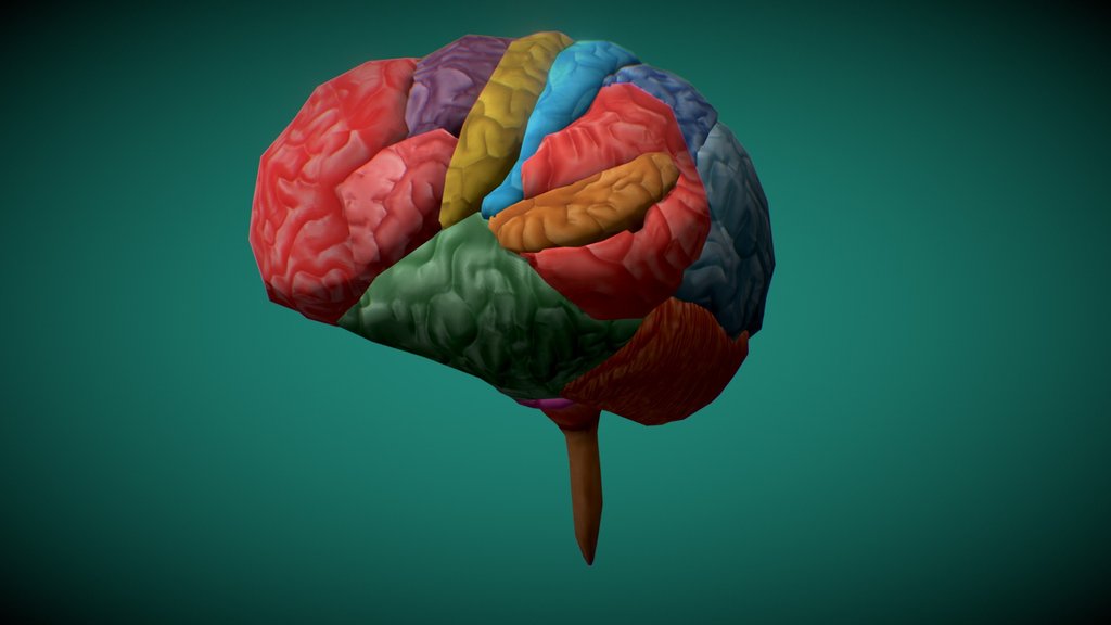 Neuroanatomy - A 3D model collection by DrDeokar - Sketchfab
